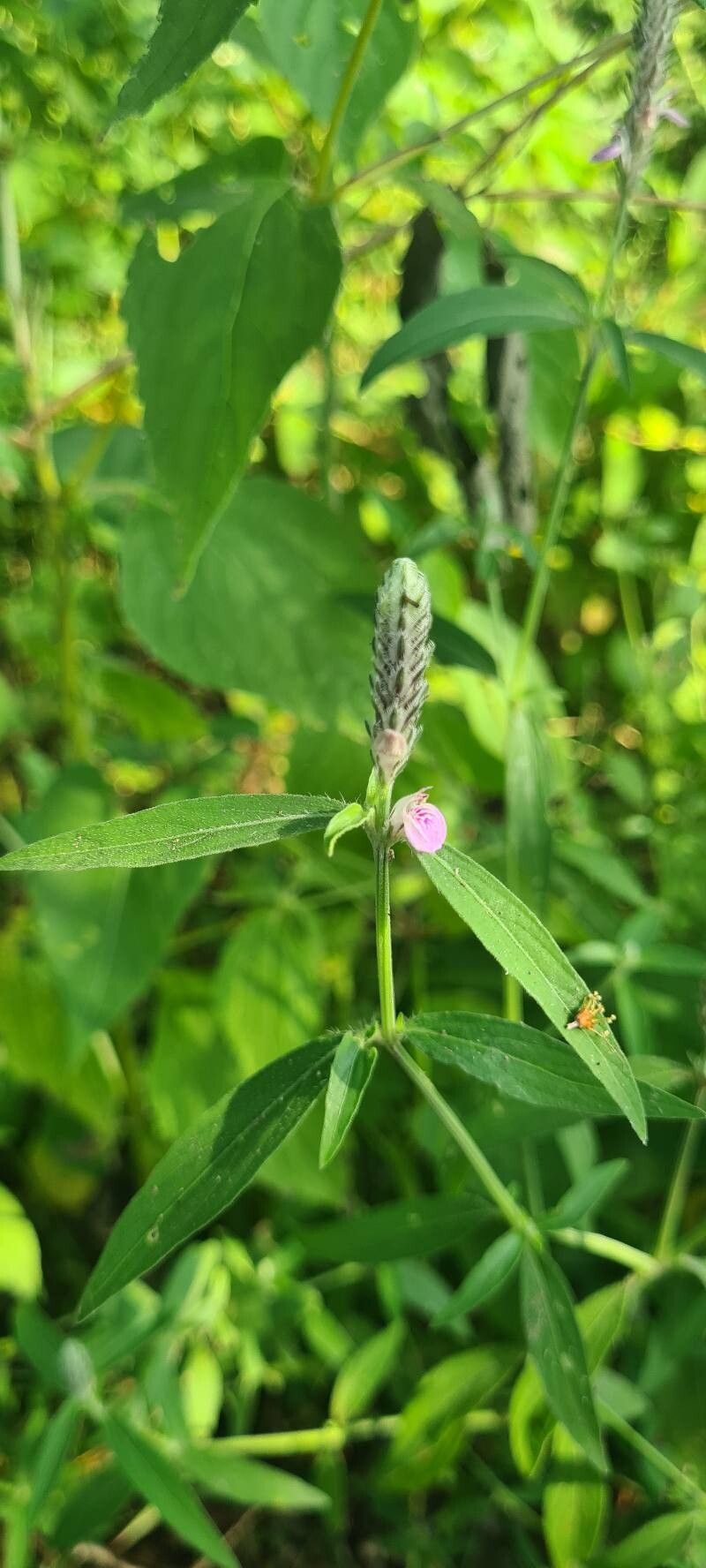 Rungia repens - KnowYourWeeds