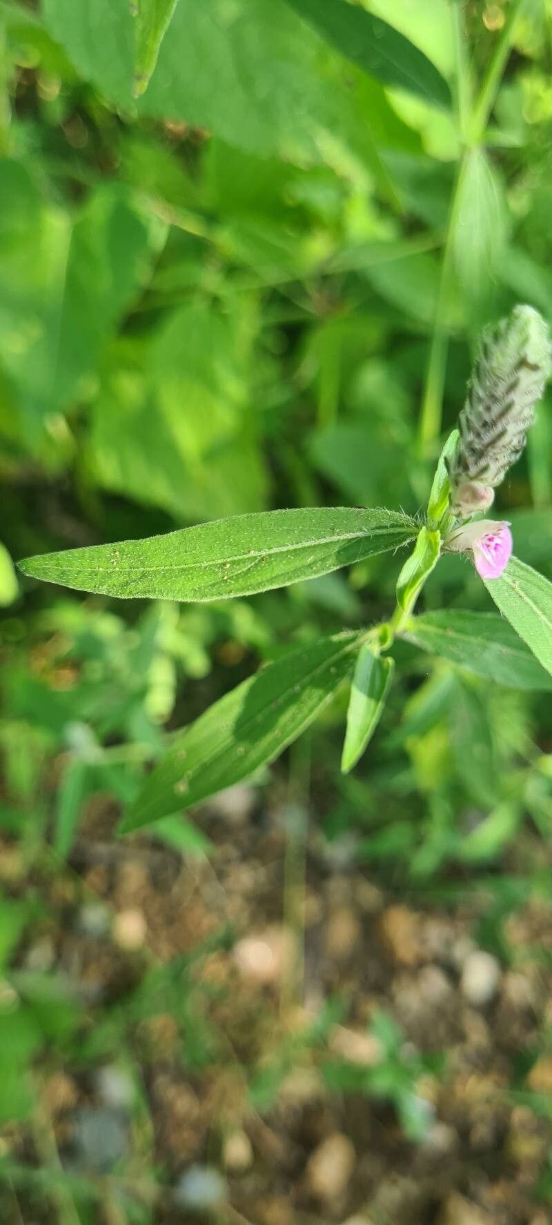 Rungia repens - KnowYourWeeds