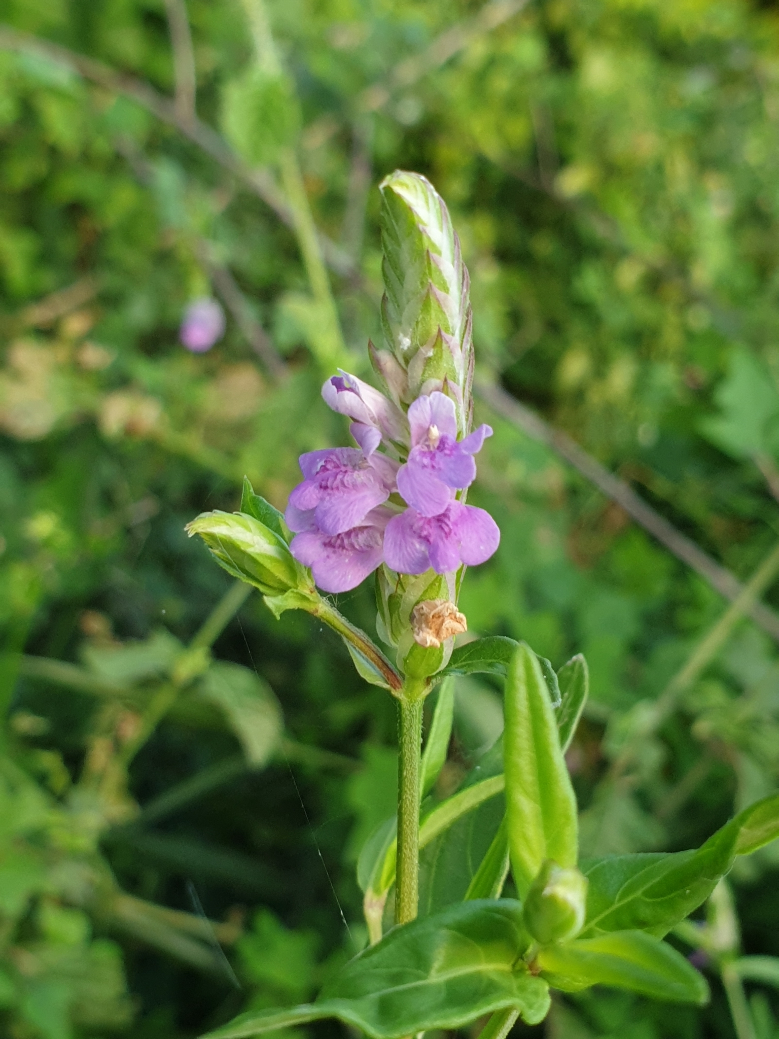 Rungia repens - KnowYourWeeds