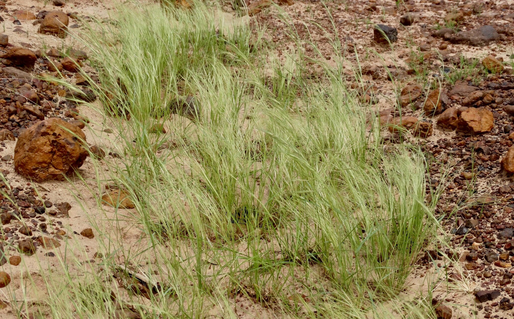 Aristida funiculata - KnowYourWeeds