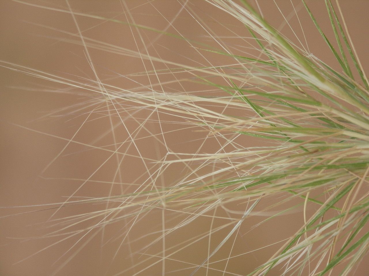 Aristida funiculata - KnowYourWeeds