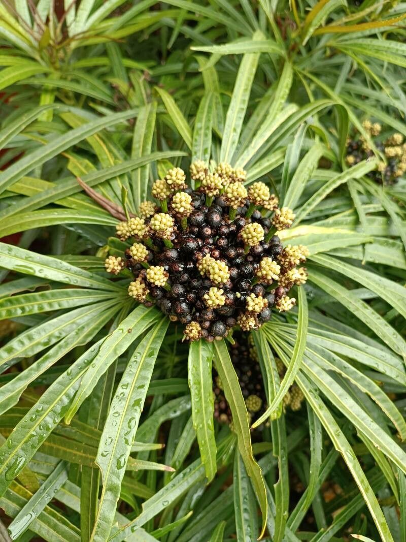 Osmoxylon lineare - KnowYourWeeds