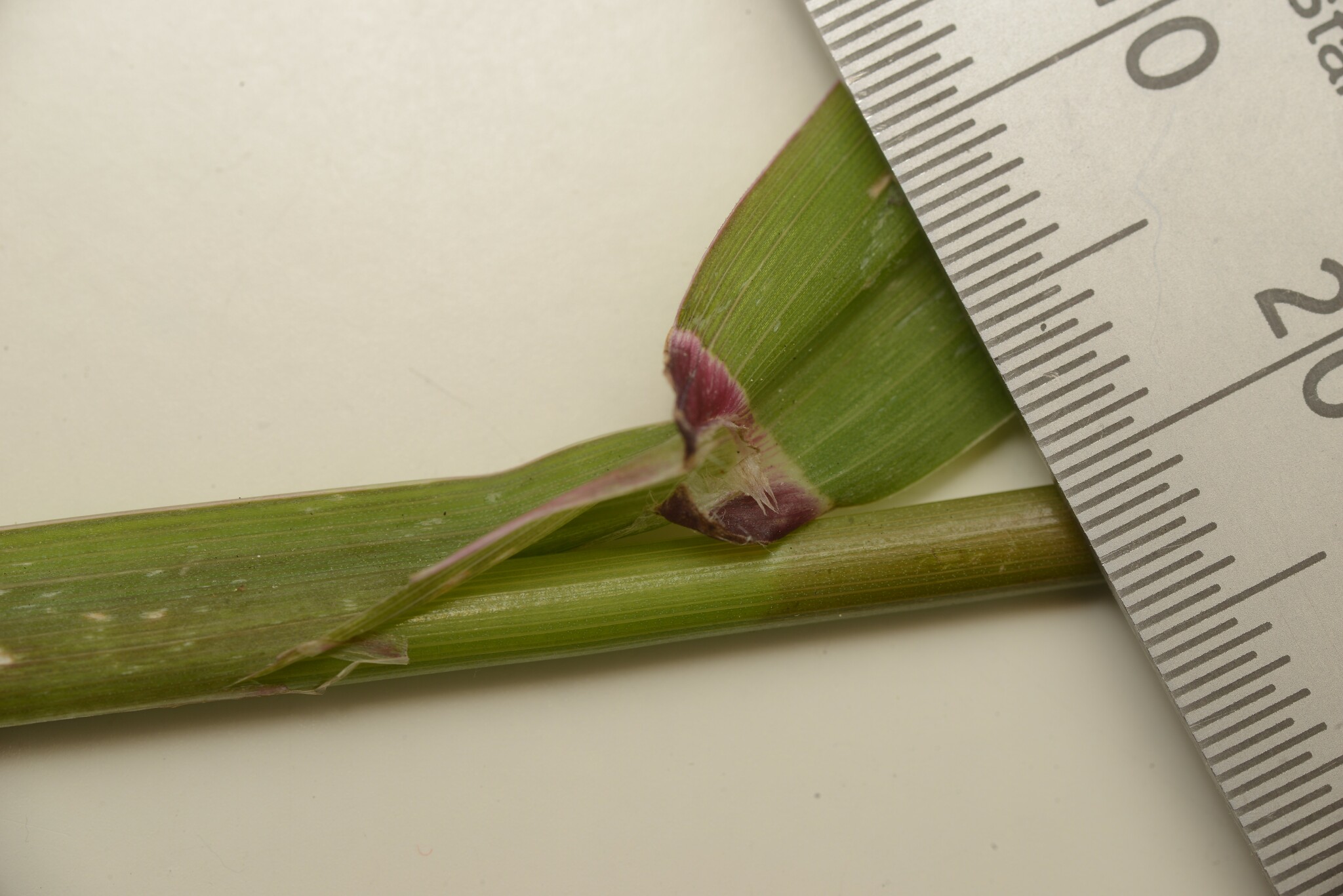 Ehrharta longiflora - KnowYourWeeds