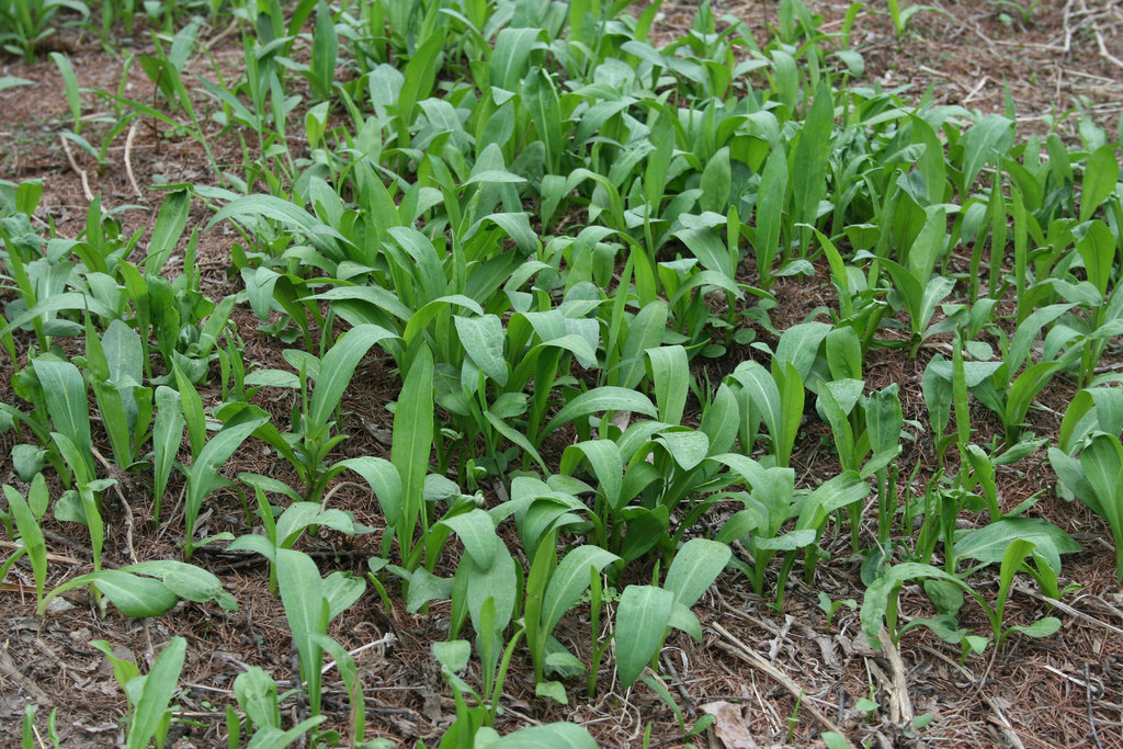 Aster koraiensis - KnowYourWeeds