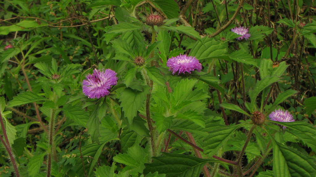 Centratherum punctatum - KnowYourWeeds