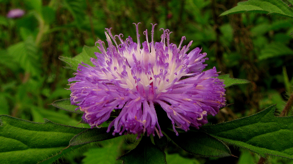 Centratherum punctatum - KnowYourWeeds