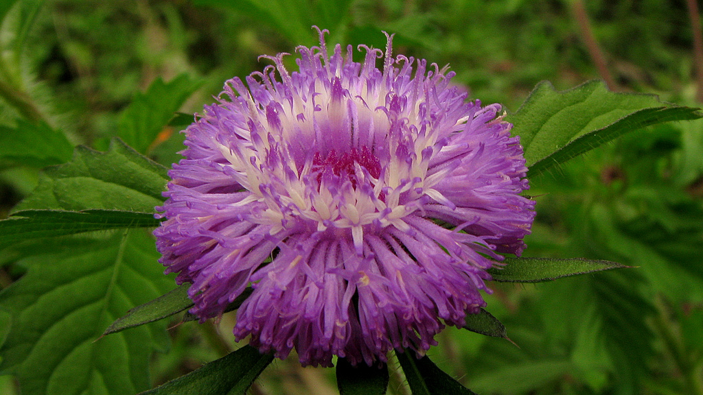 Centratherum punctatum - KnowYourWeeds