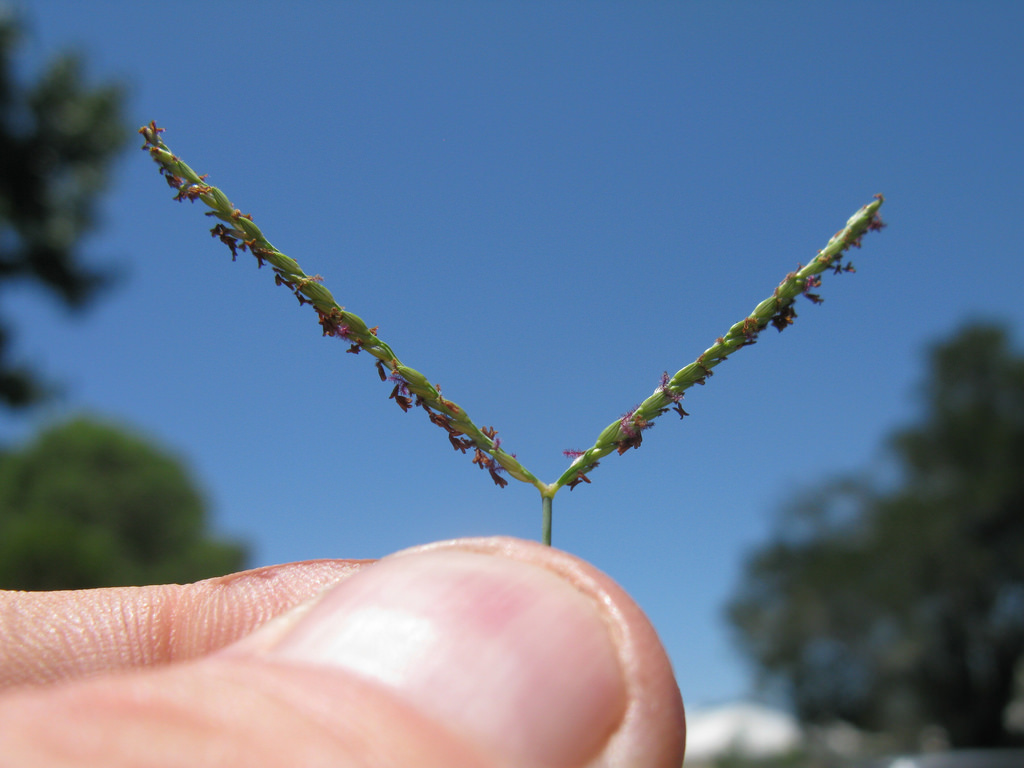 Digitaria didactyla - KnowYourWeeds