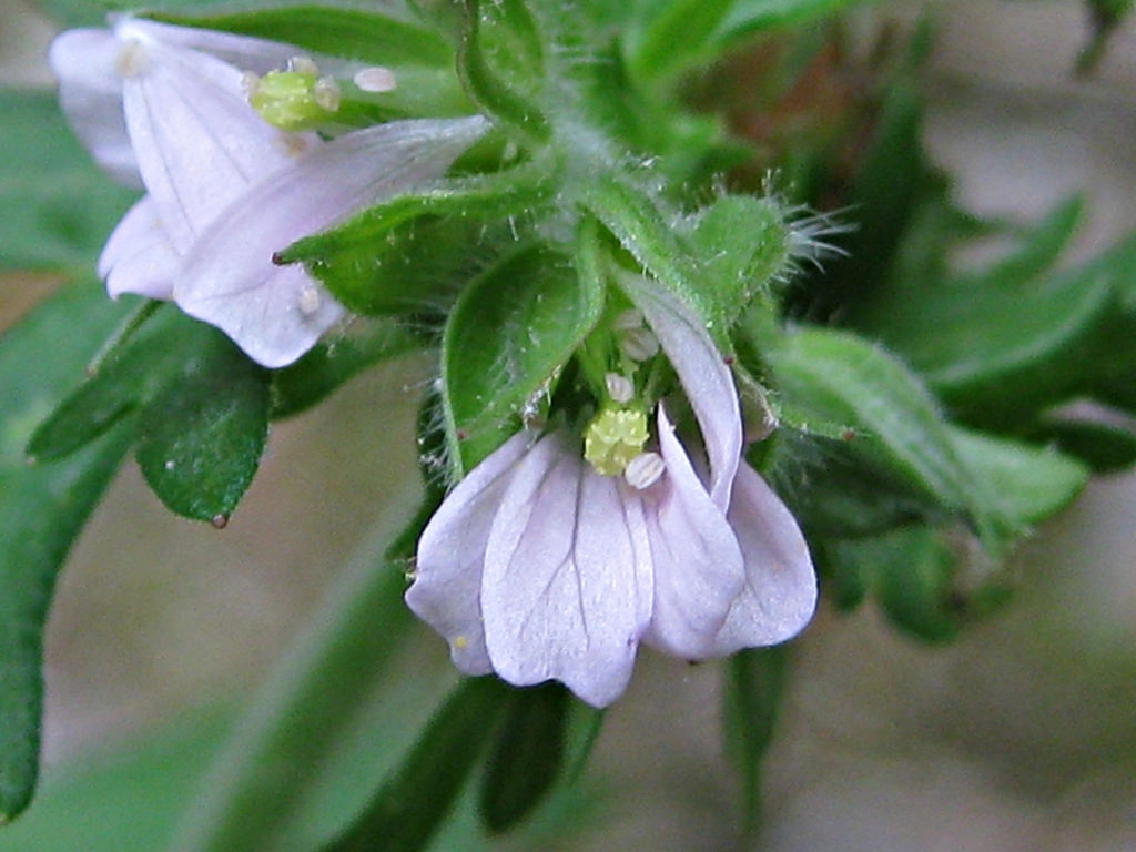 Geranium carolinianum - KnowYourWeeds