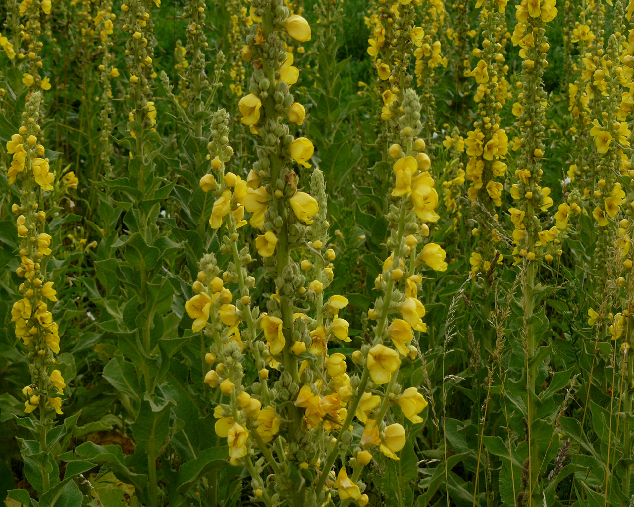 Verbascum densiflorum - KnowYourWeeds