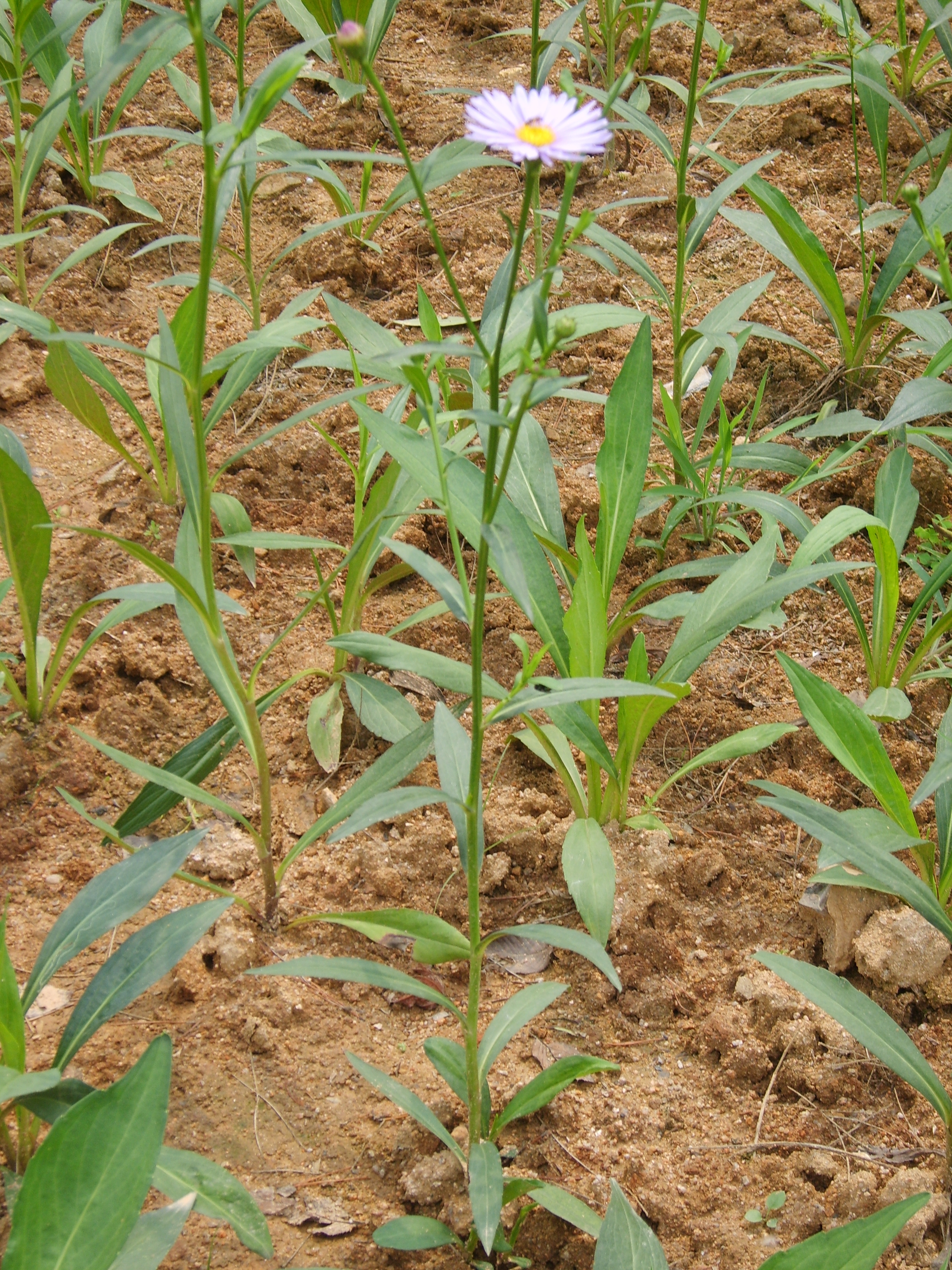 Aster koraiensis - KnowYourWeeds