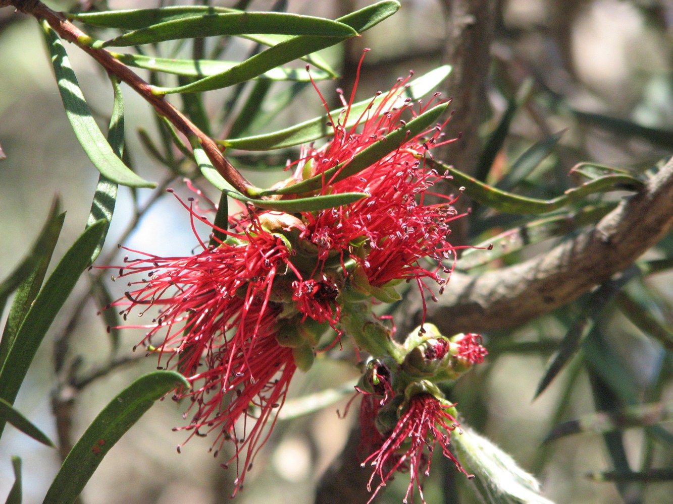 Melaleuca linearis - KnowYourWeeds