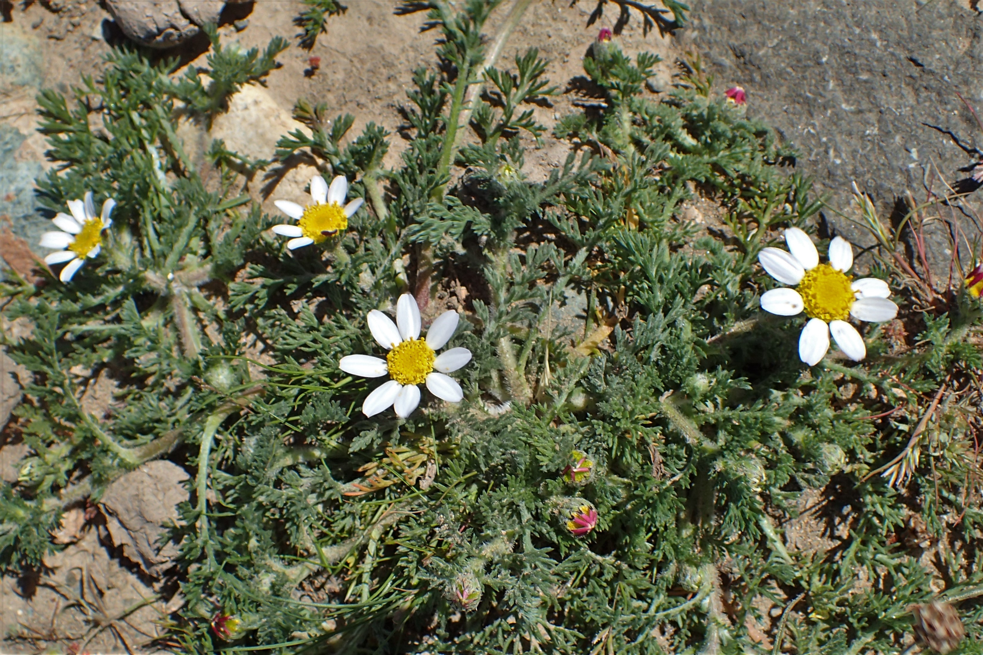 Anacyclus pyrethrum - KnowYourWeeds