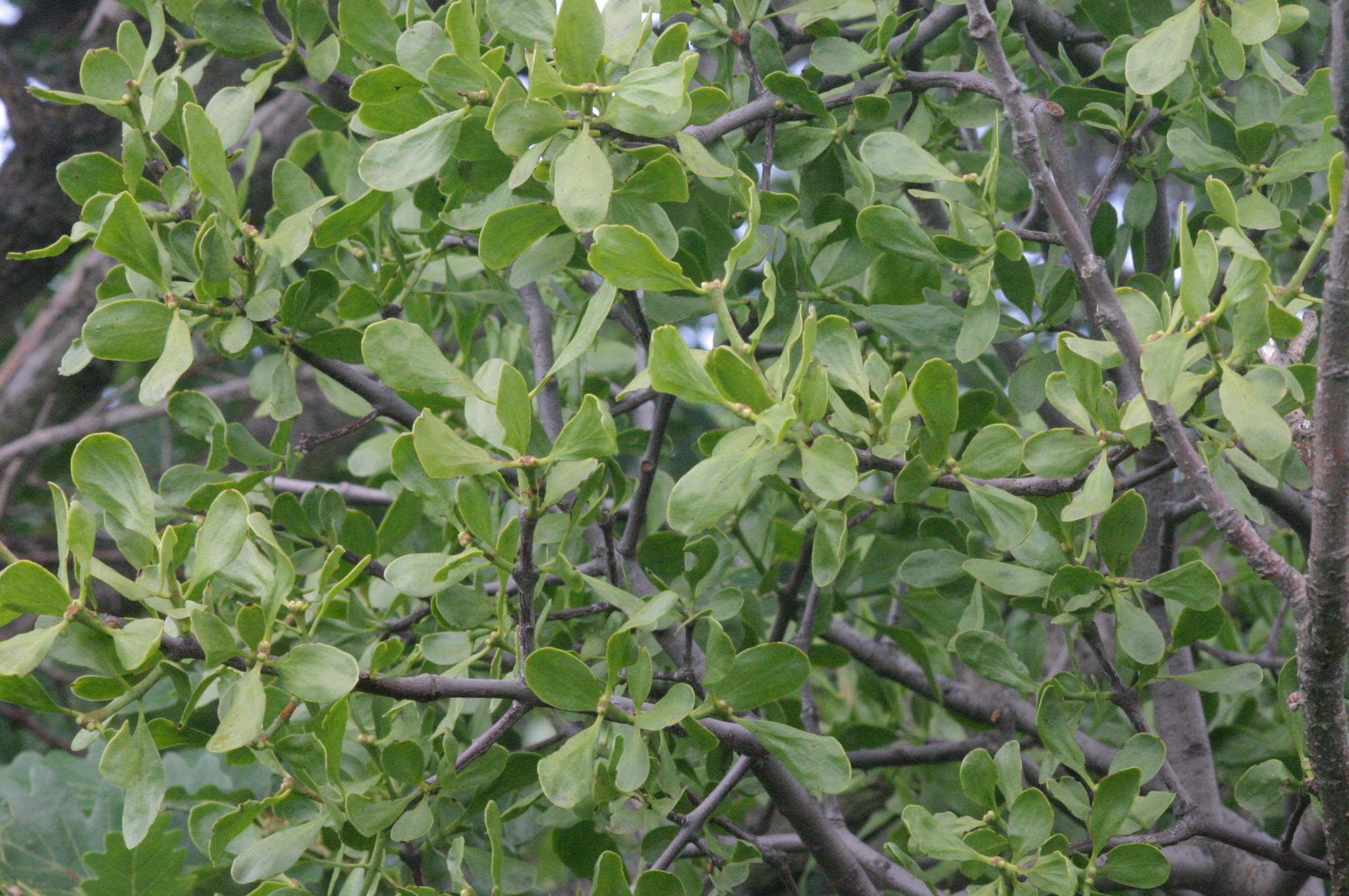 Loranthus europaeus - KnowYourWeeds