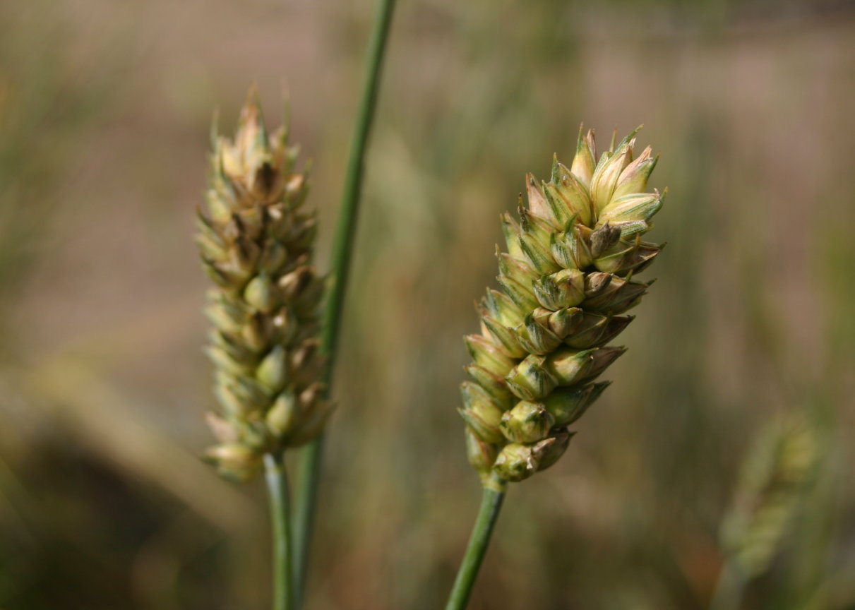 Triticum aestivum subsp. compactum - KnowYourWeeds