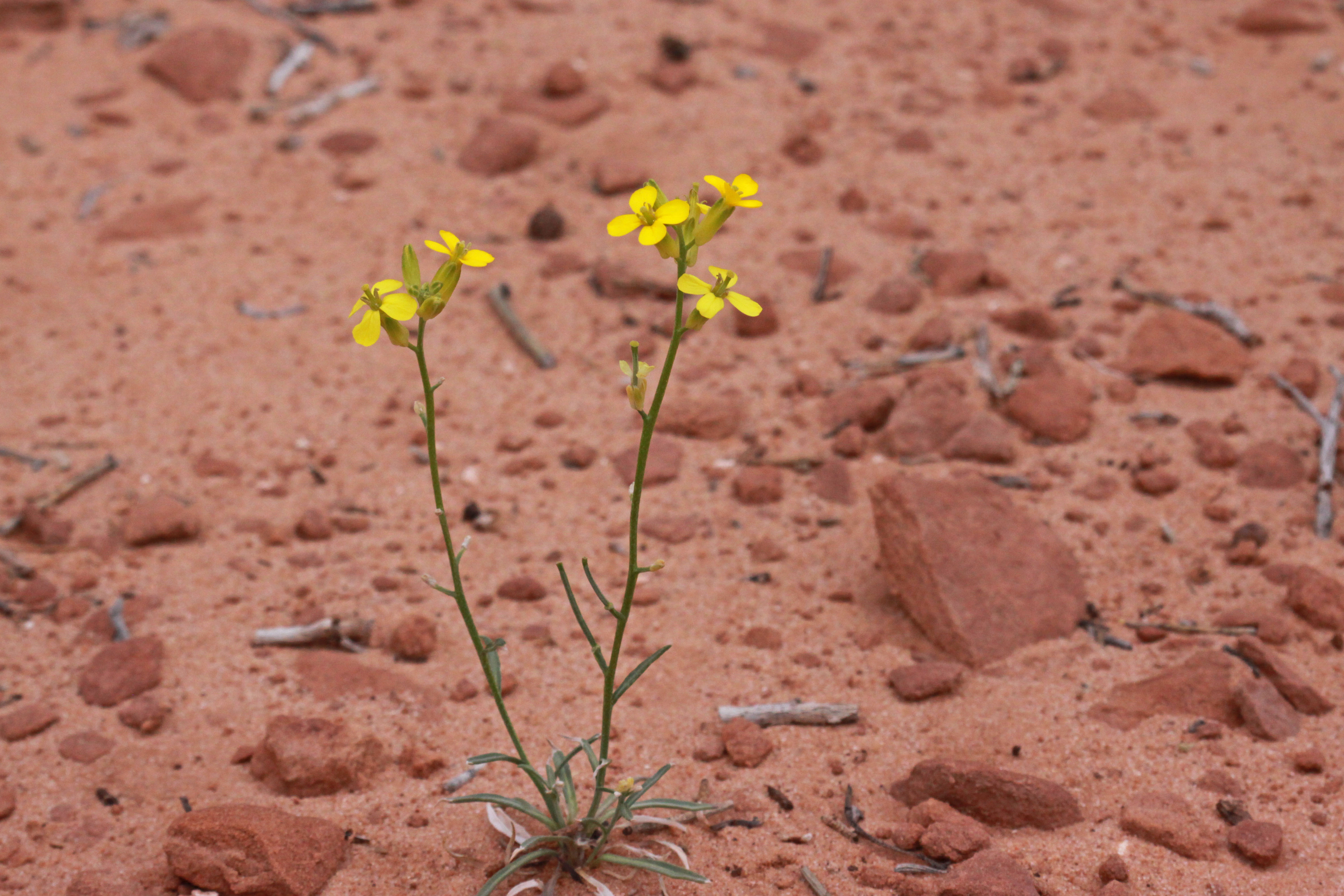 Erysimum repandum - KnowYourWeeds