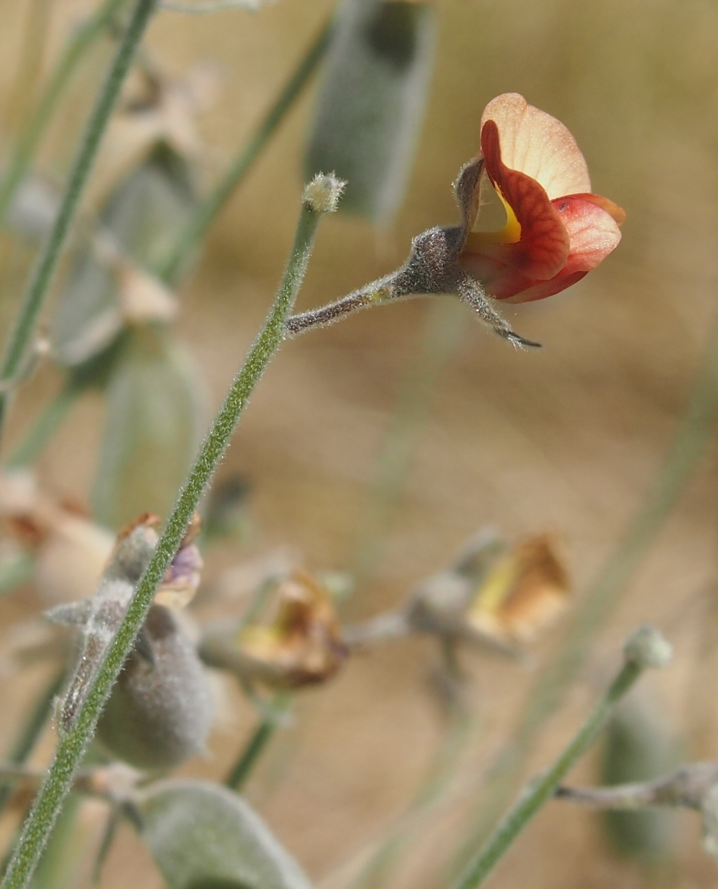 Isotropis SPECIES - KnowYourWeeds