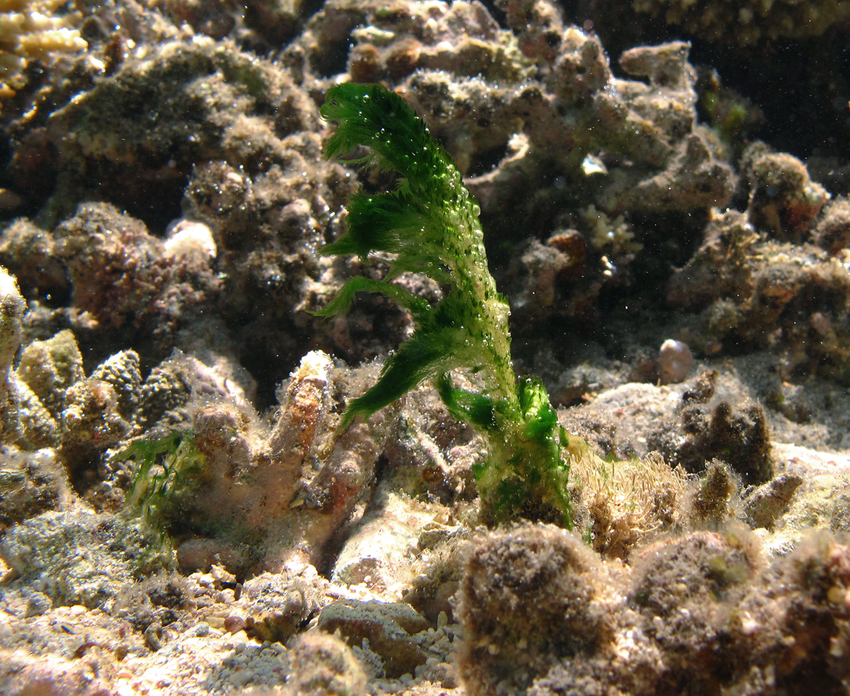 Anabaena SPECIES - KnowYourWeeds
