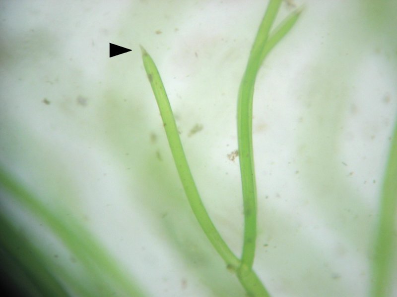 Nitella SPECIES - KnowYourWeeds