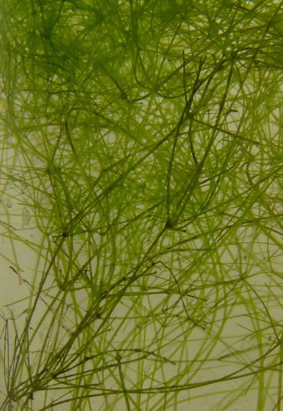 Nitella SPECIES - KnowYourWeeds