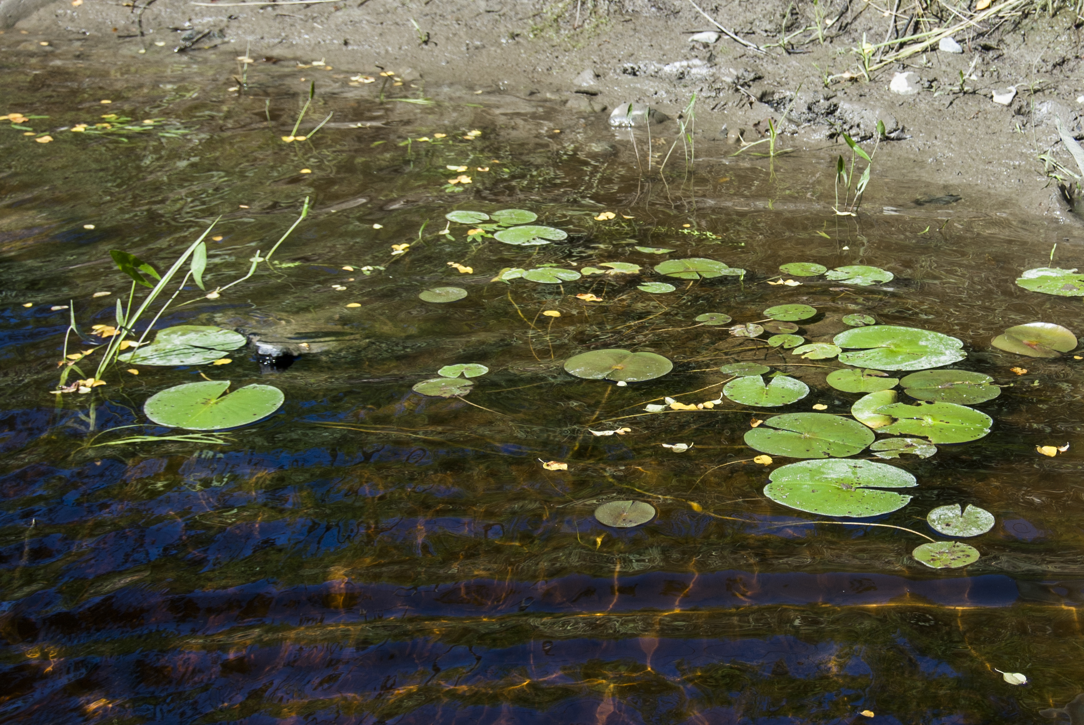 nymphaea odorata subsp tuberosa