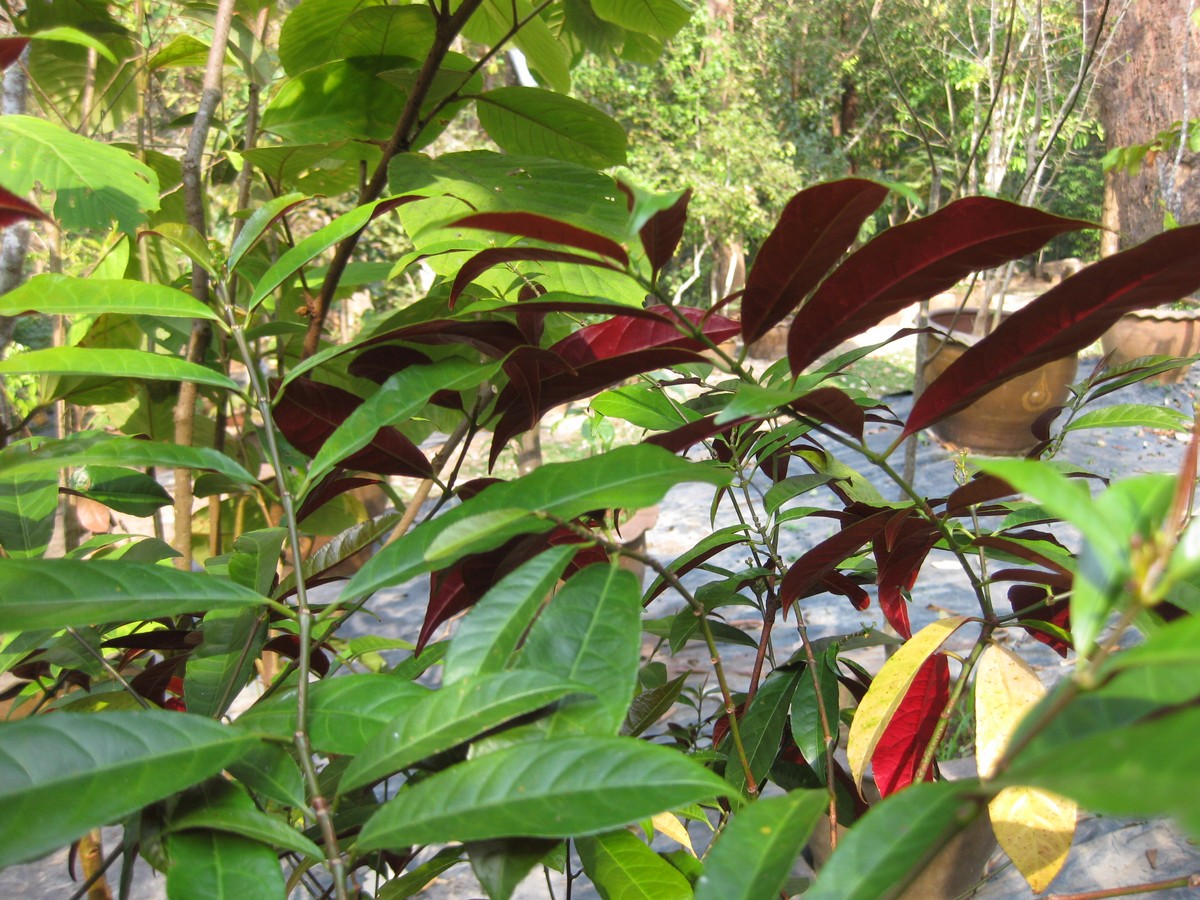 Excoecaria cochinchinensis - KnowYourWeeds