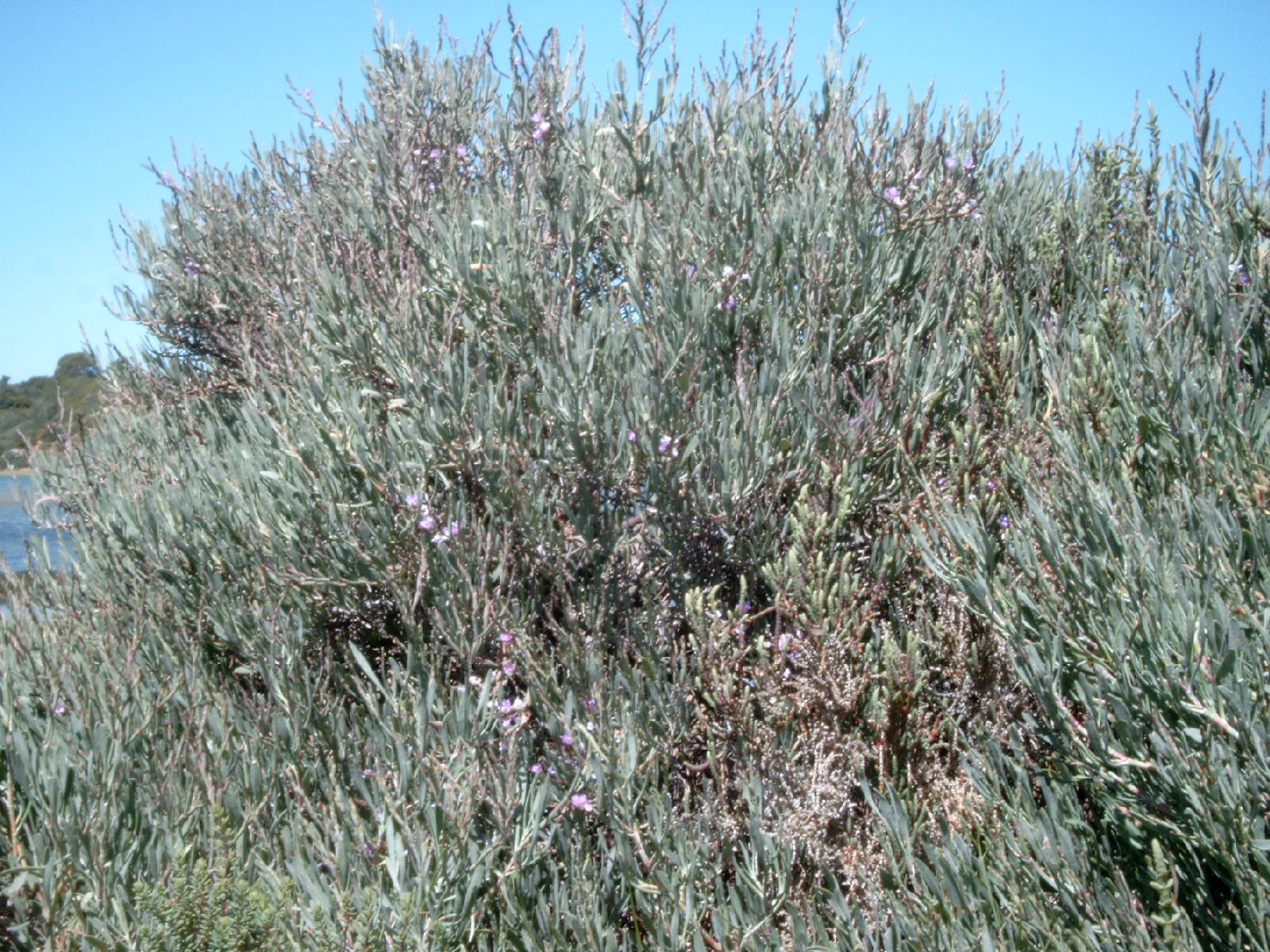 Limoniastrum monopetalum - KnowYourWeeds