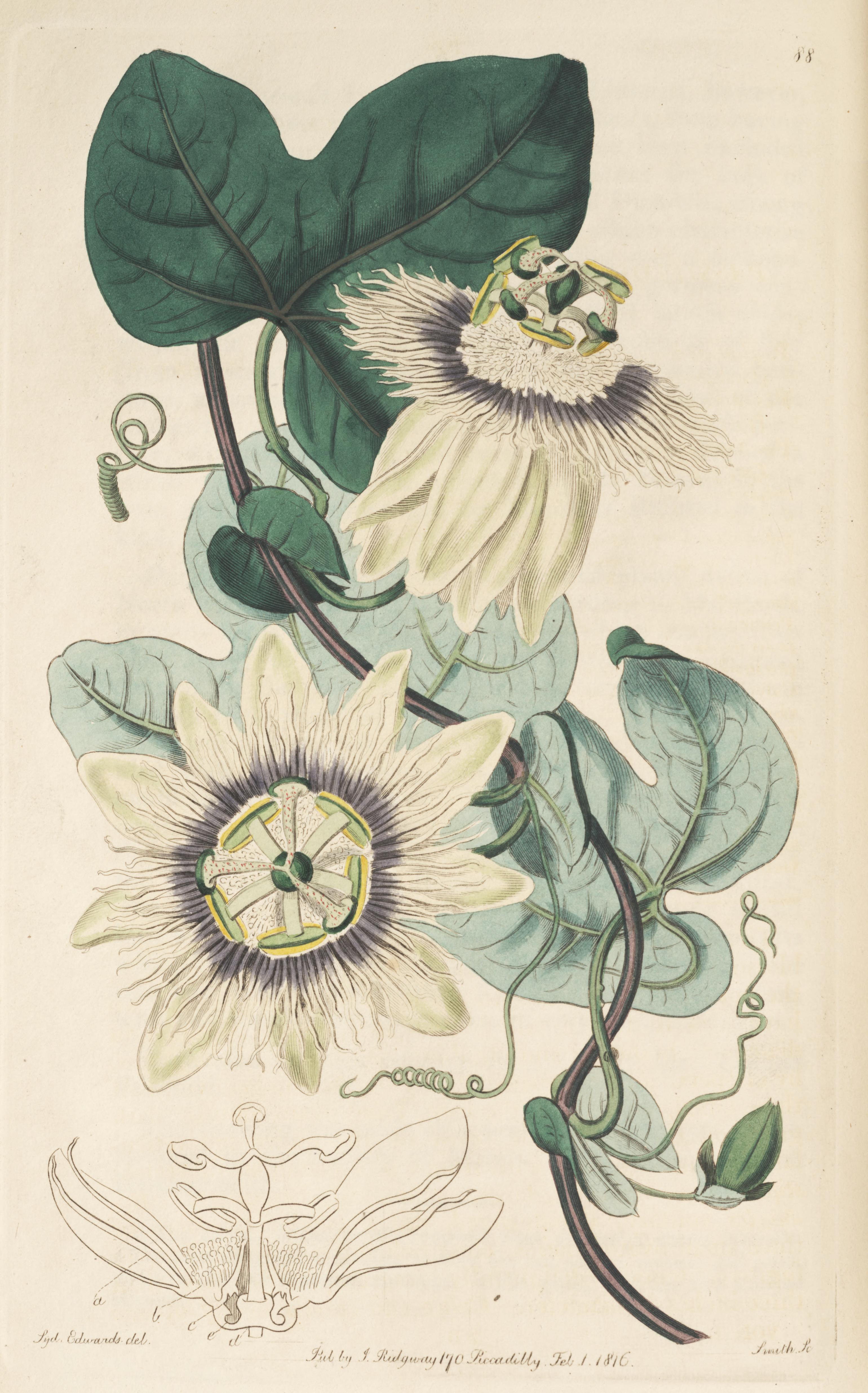 Passiflora stipulata - KnowYourWeeds