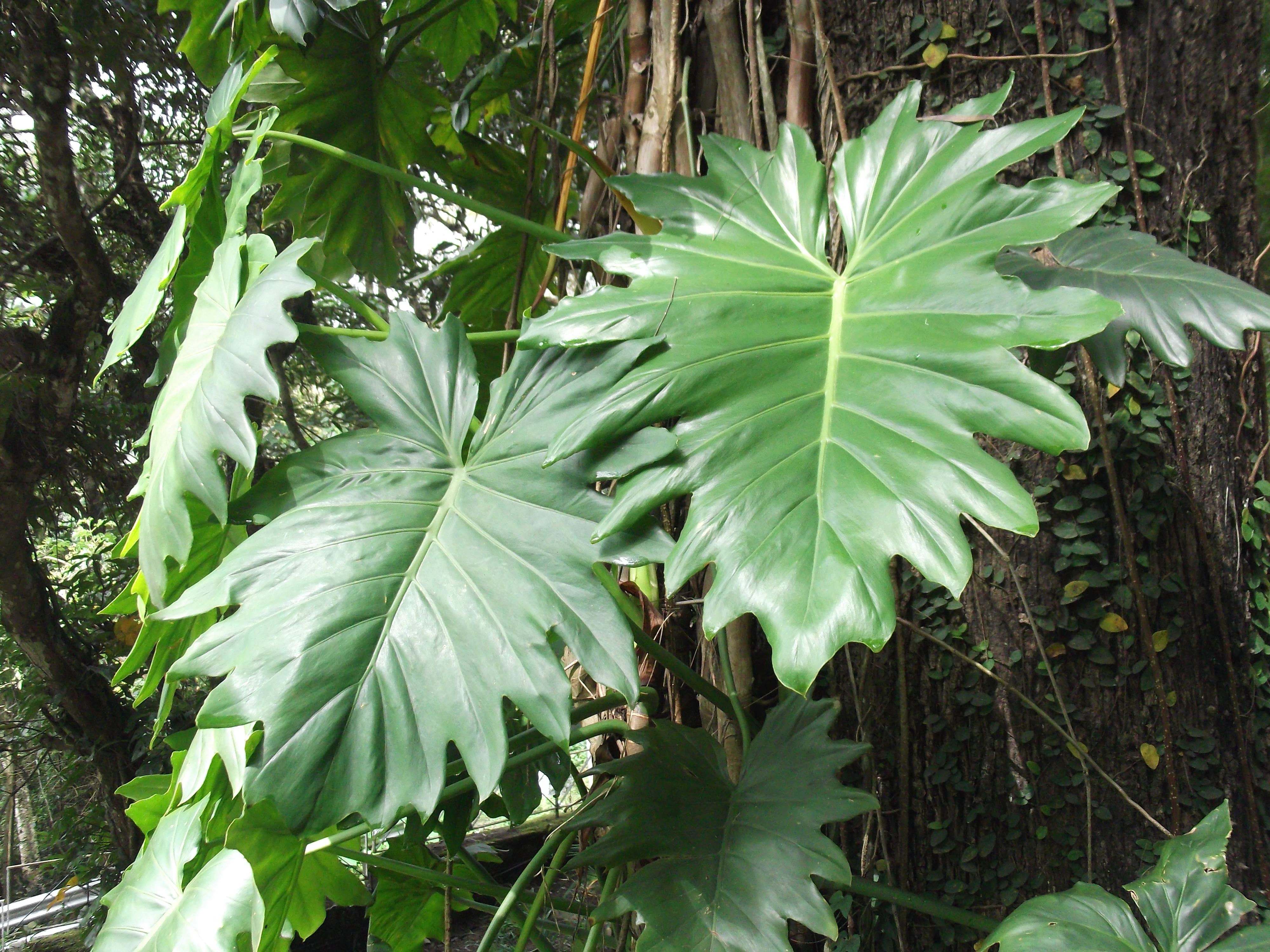 Philodendron lacerum - KnowYourWeeds