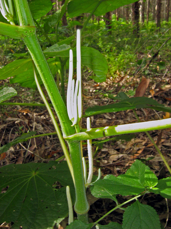 Piper umbellatum - KnowYourWeeds