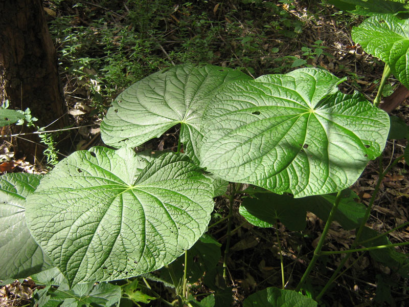 Piper umbellatum - KnowYourWeeds