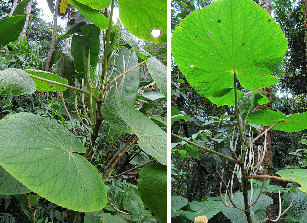 Piper umbellatum - KnowYourWeeds