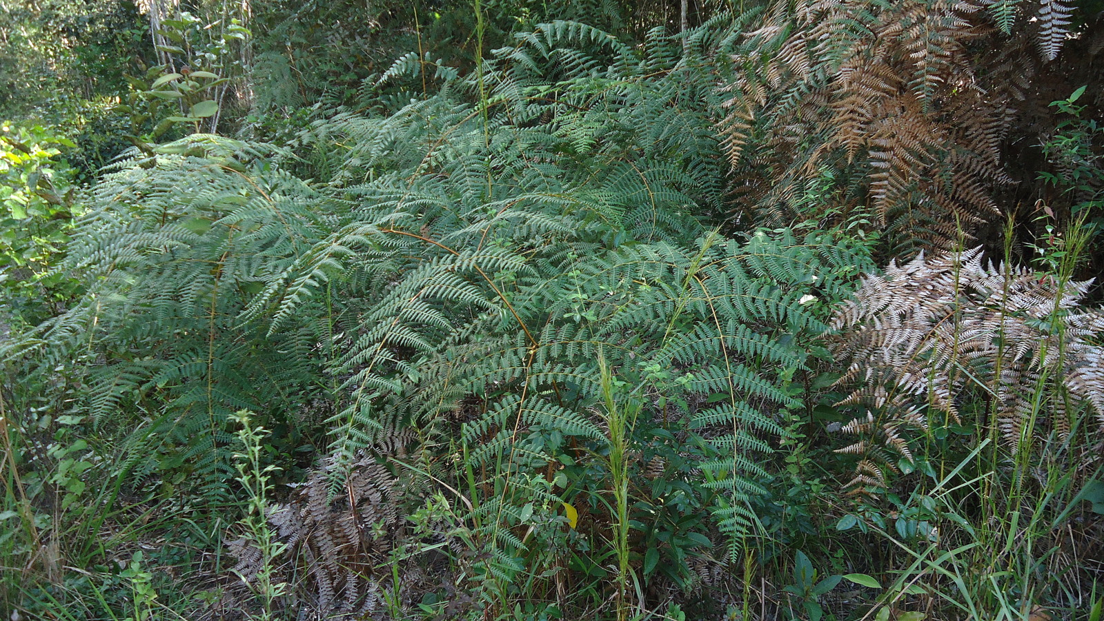 pteridium esculentum subsp