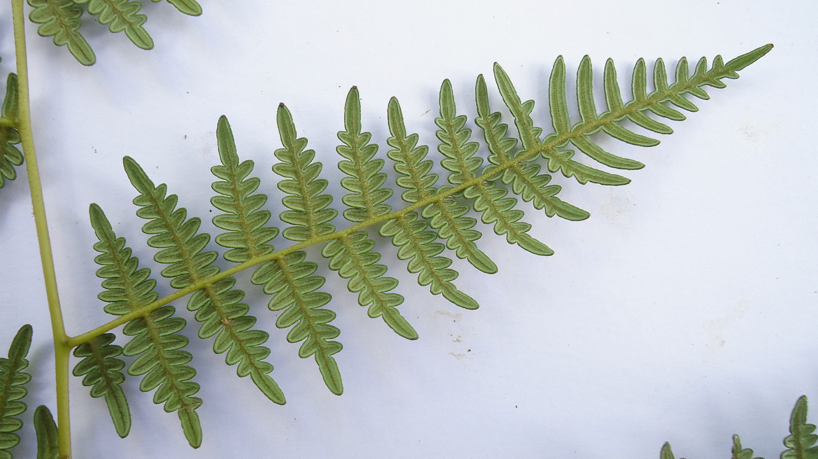 pteridium esculentum subsp