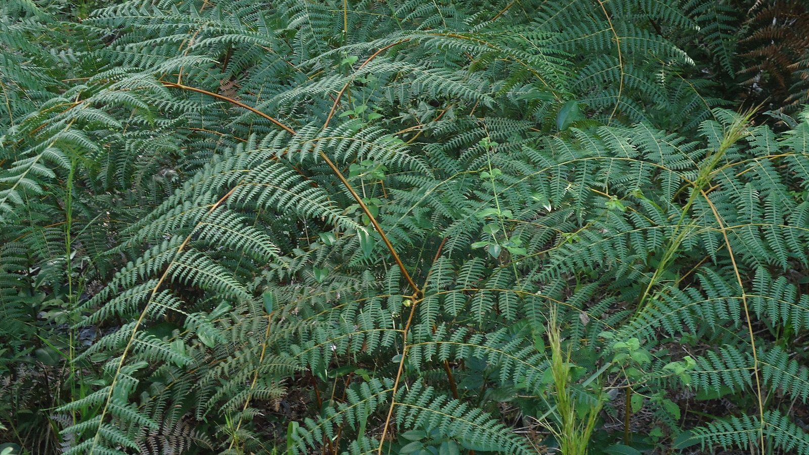 pteridium esculentum subsp