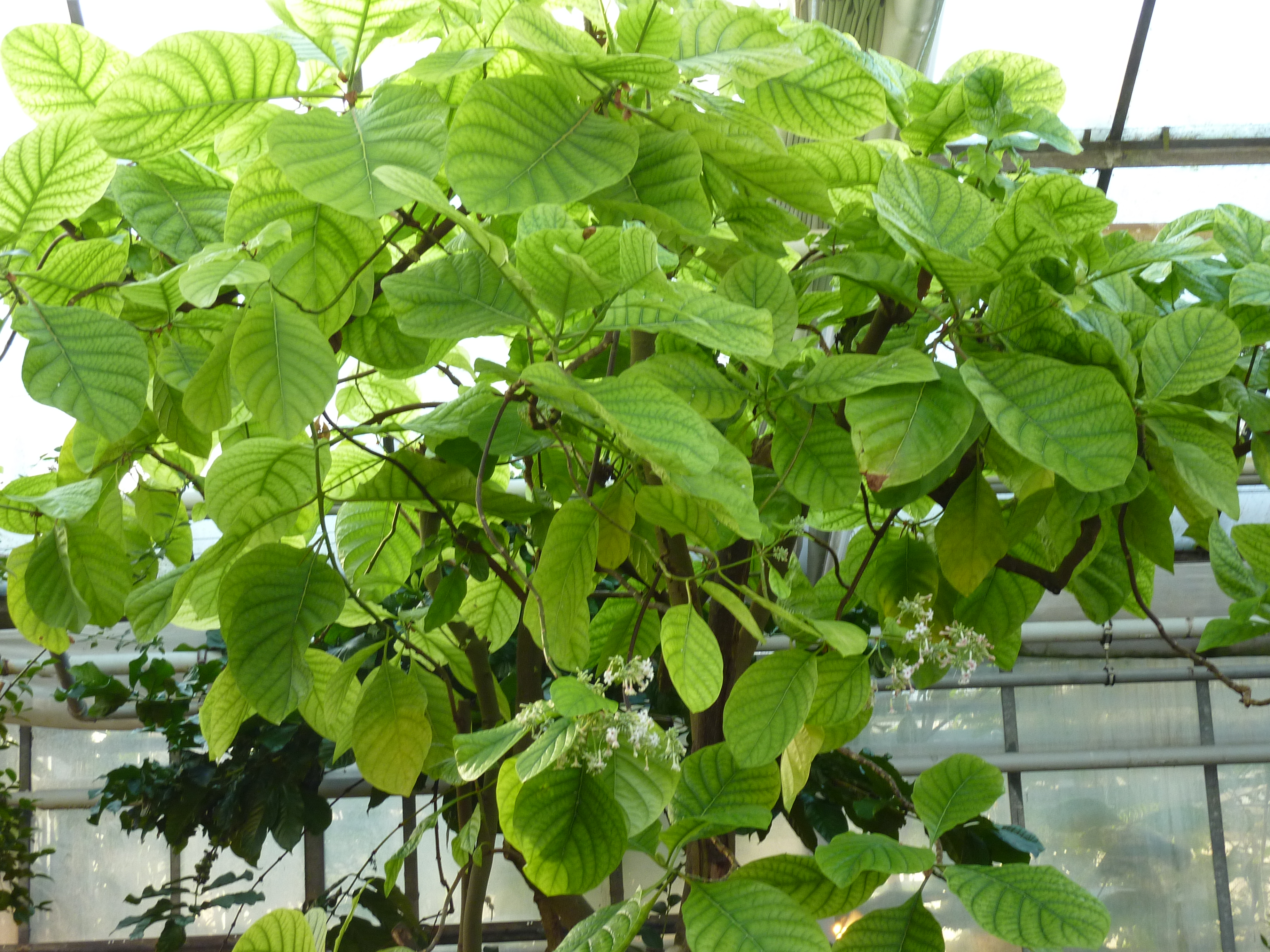 Cinchona officinalis - KnowYourWeeds