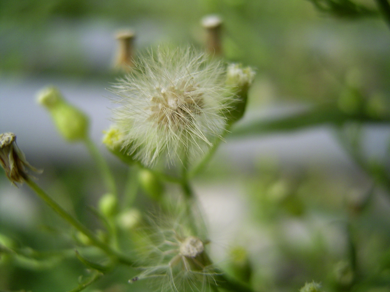 Erigeron canadensis - KnowYourWeeds