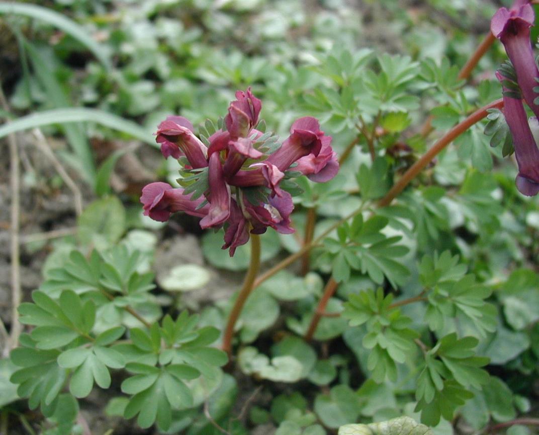 corydalis cava