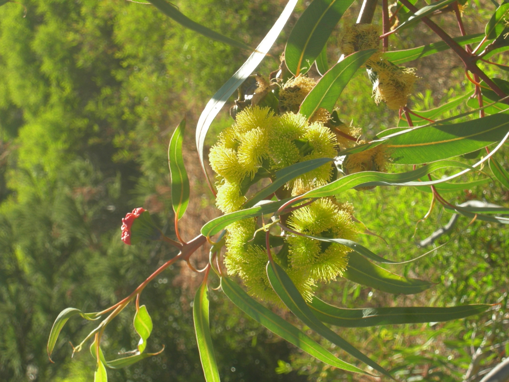 Eucalyptus erythrocorys - KnowYourWeeds