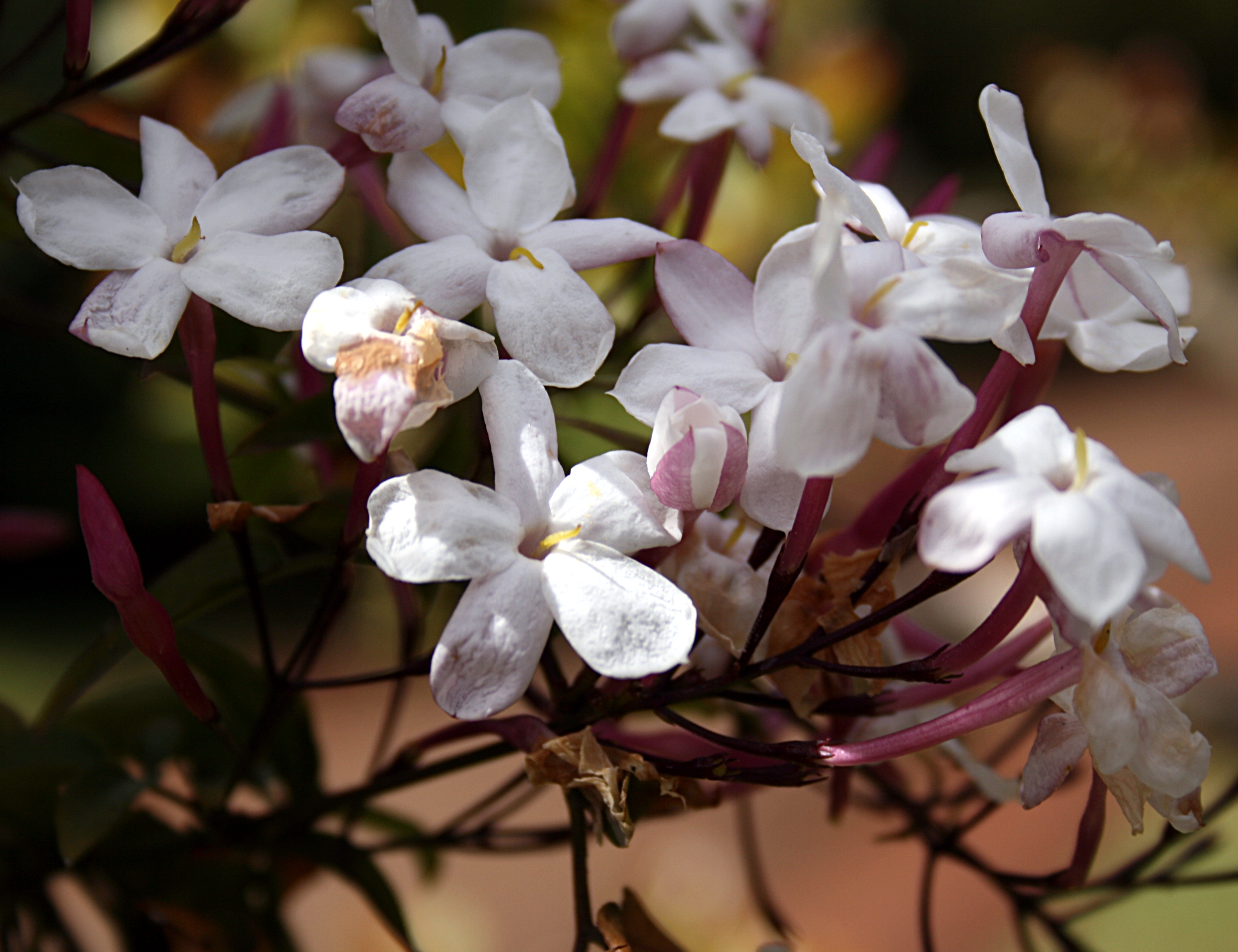 jasminum grandiflorum hindi name