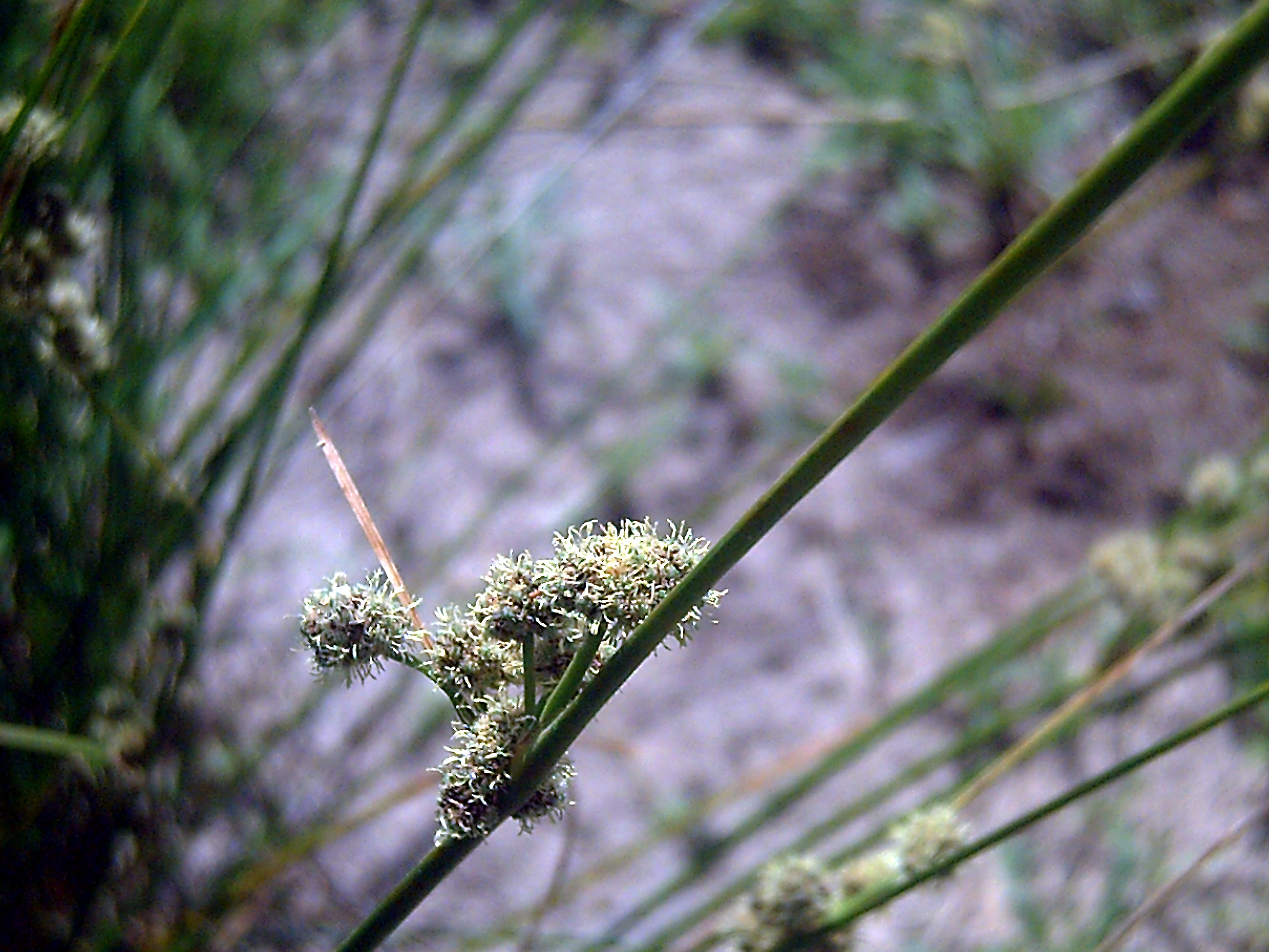juncus conglomeratus