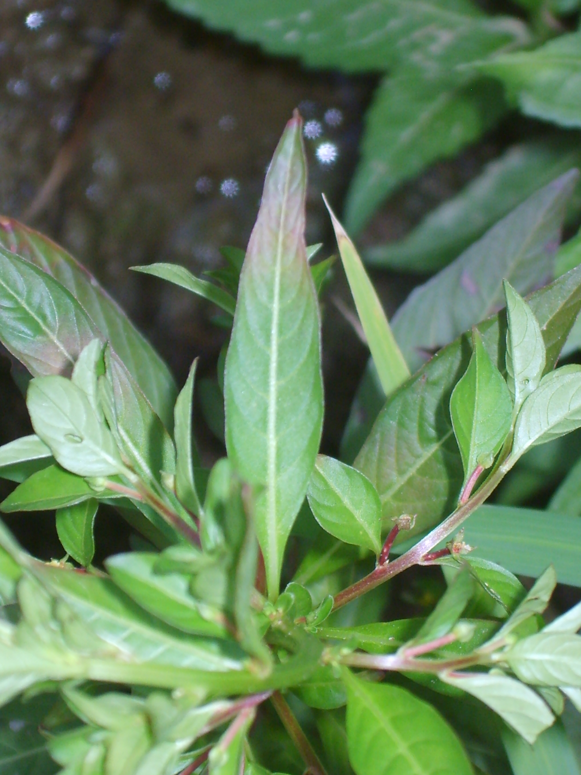 Ludwigia prostrata - KnowYourWeeds