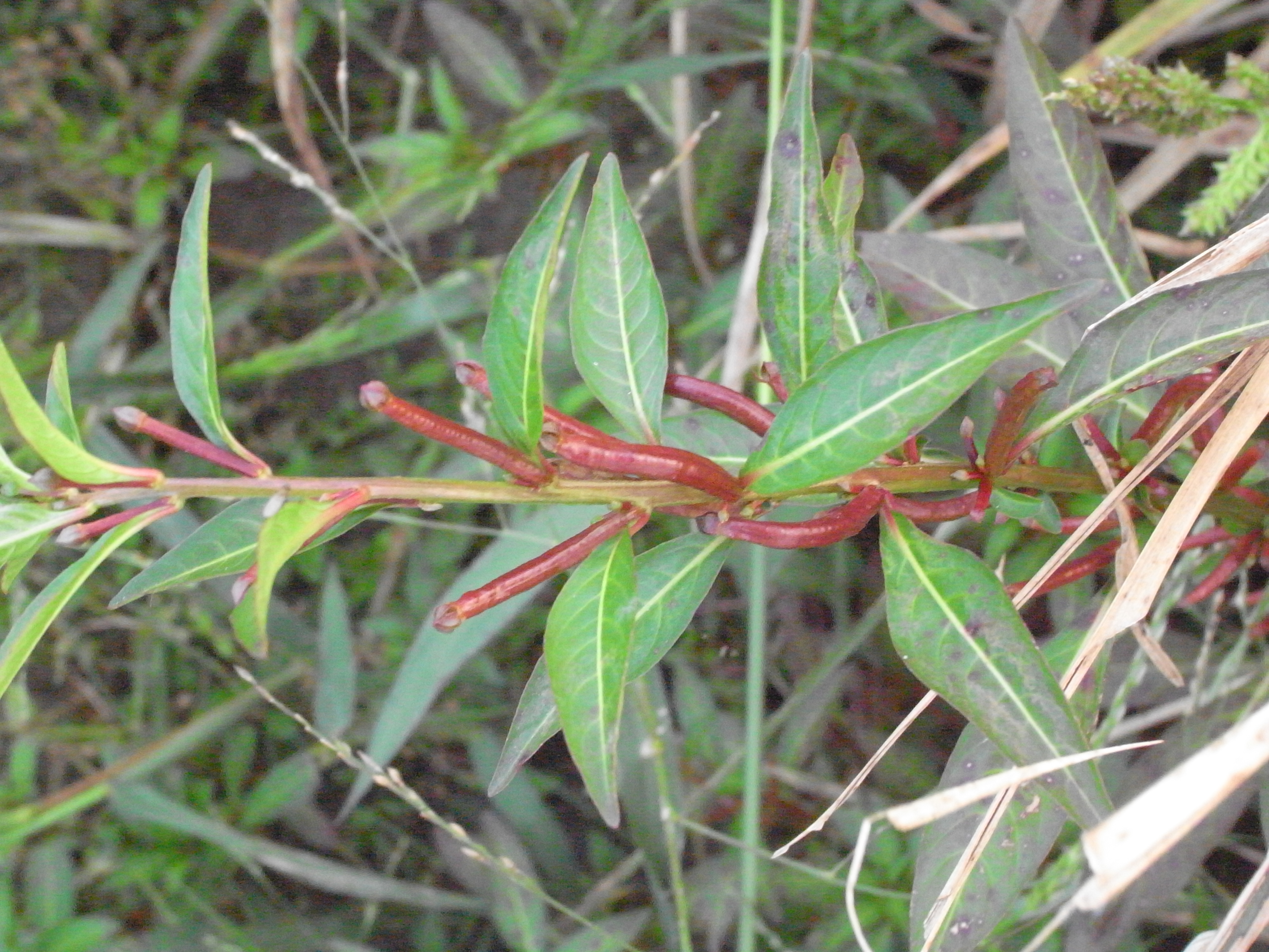Ludwigia prostrata - KnowYourWeeds