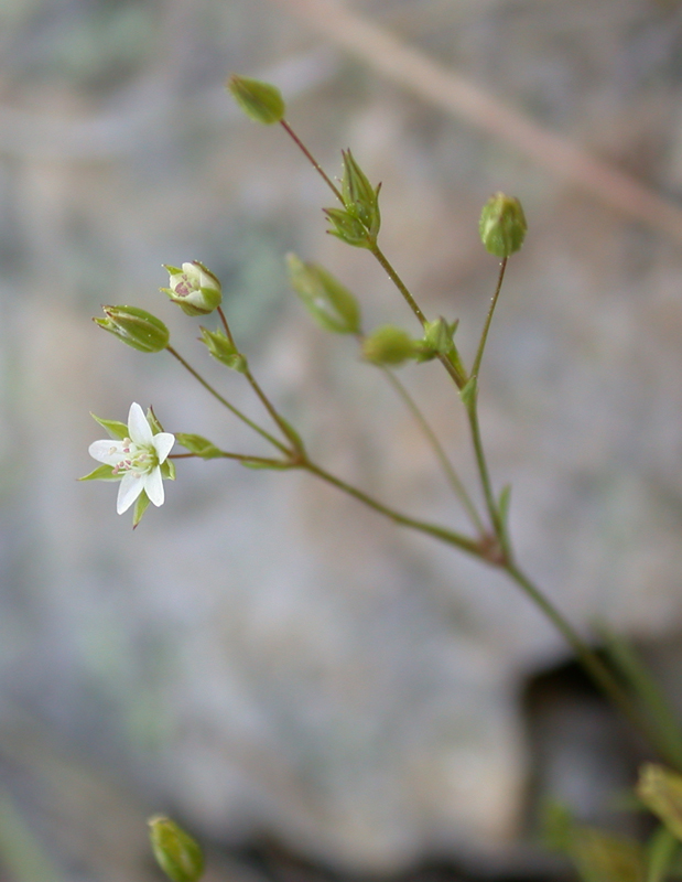 Minuartia hybrida - KnowYourWeeds