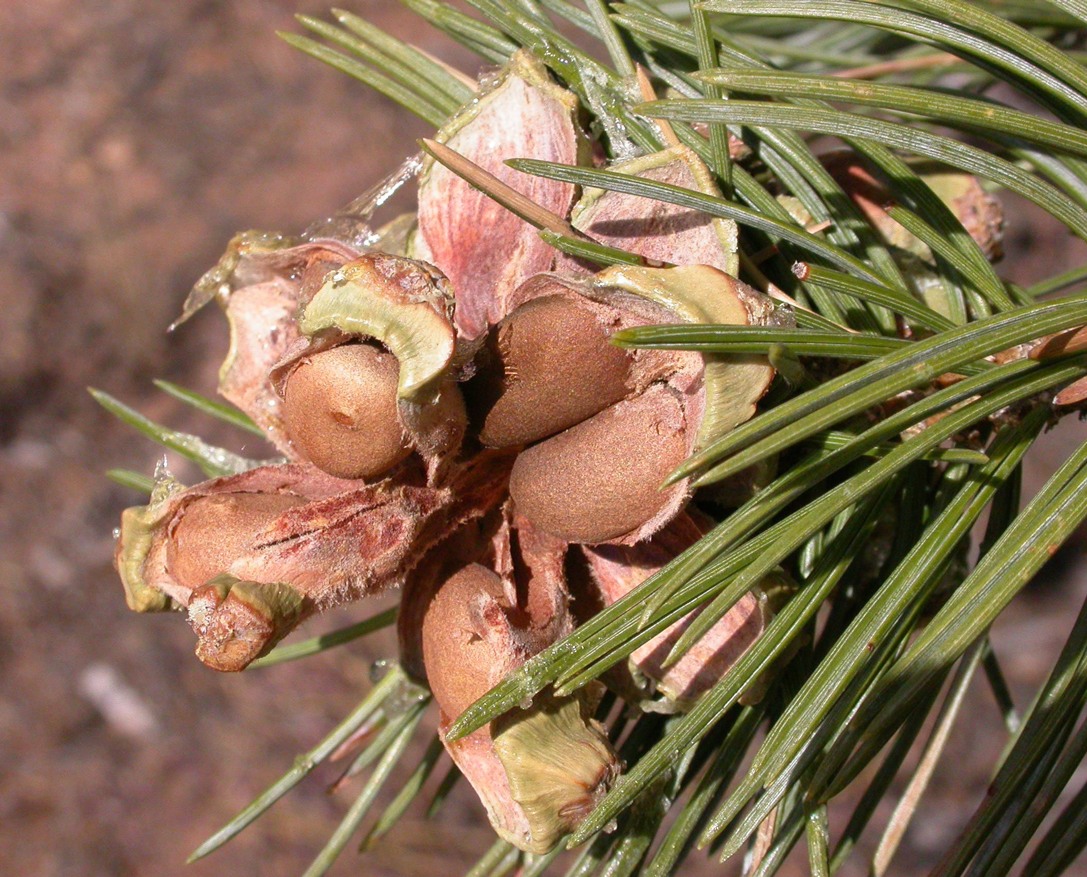 Pinus edulis - KnowYourWeeds