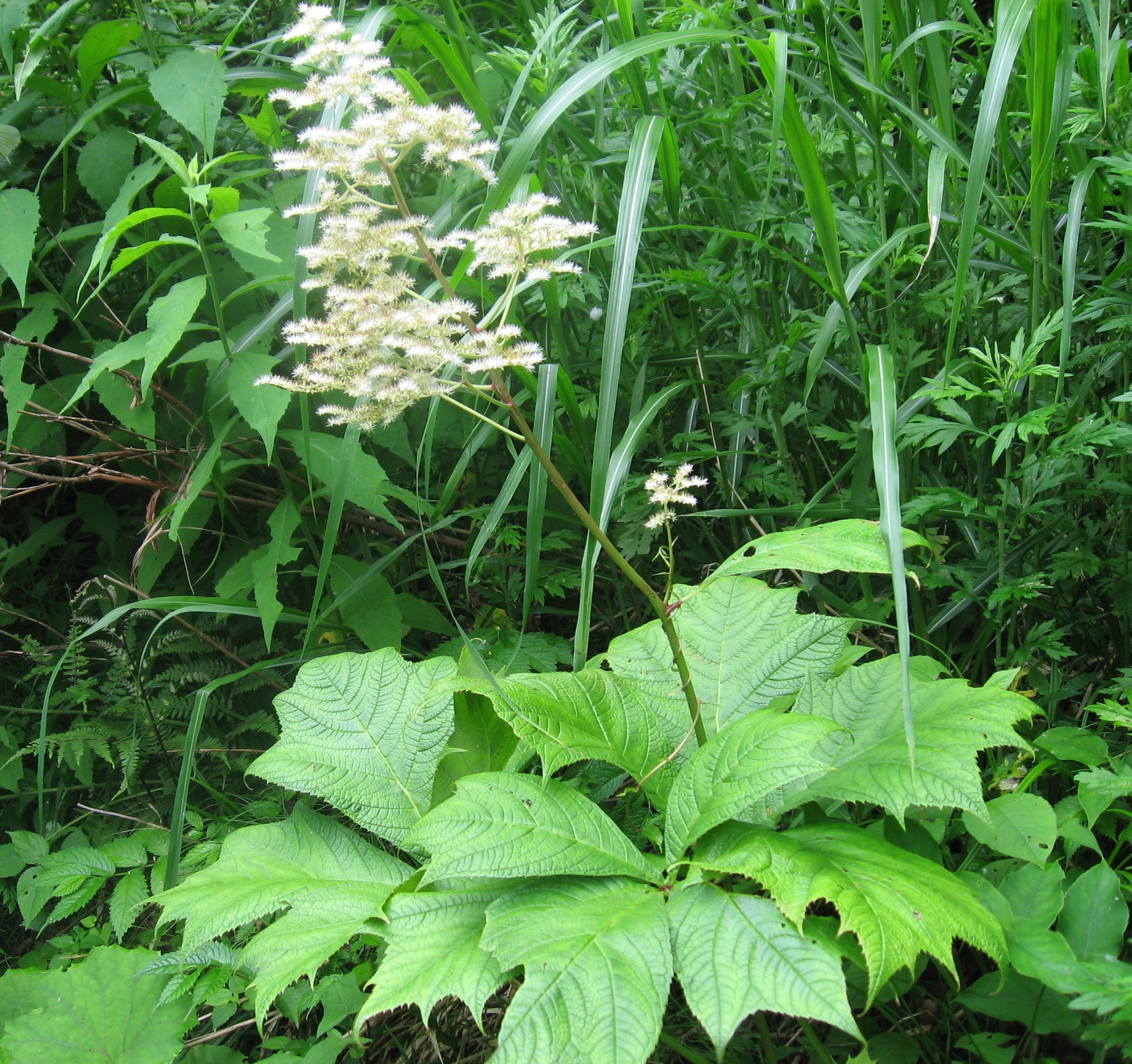 Rodgersia podophylla - KnowYourWeeds