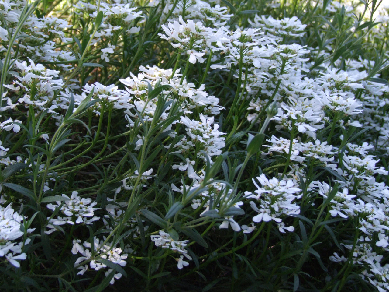 Arenaria grandiflora - KnowYourWeeds