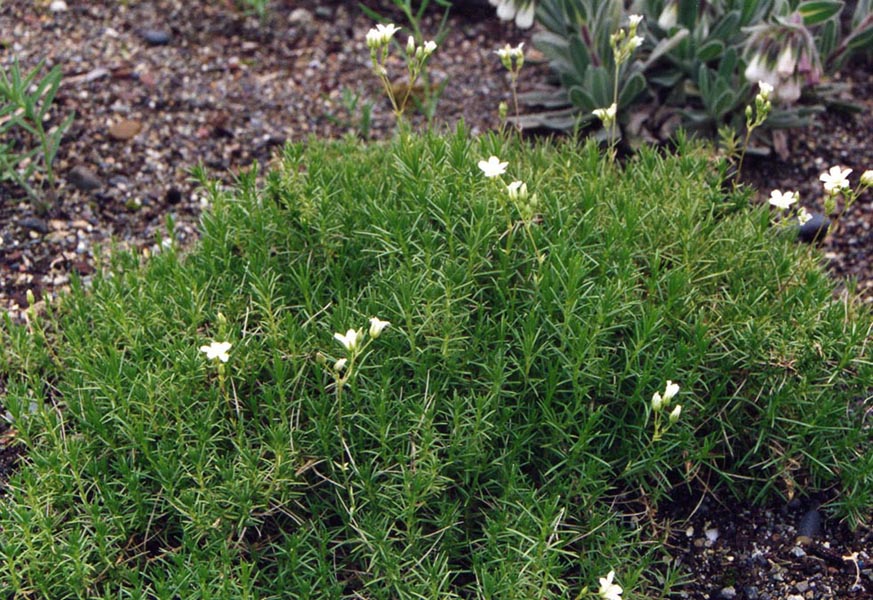Minuartia juniperina - KnowYourWeeds