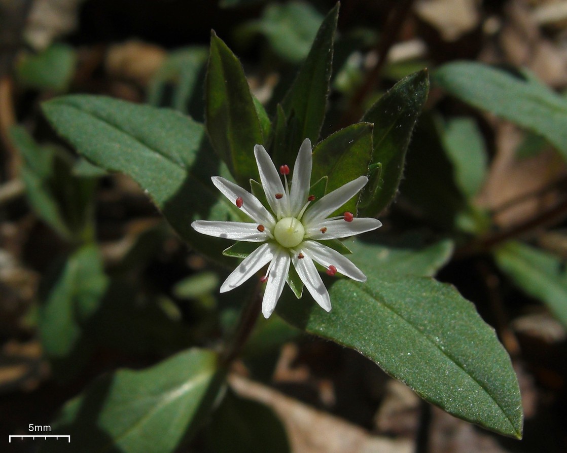 stellaria neglecta